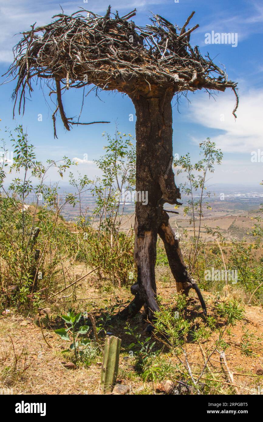 A tree upside down on a sunny day with an arid landscape Stock Photo ...