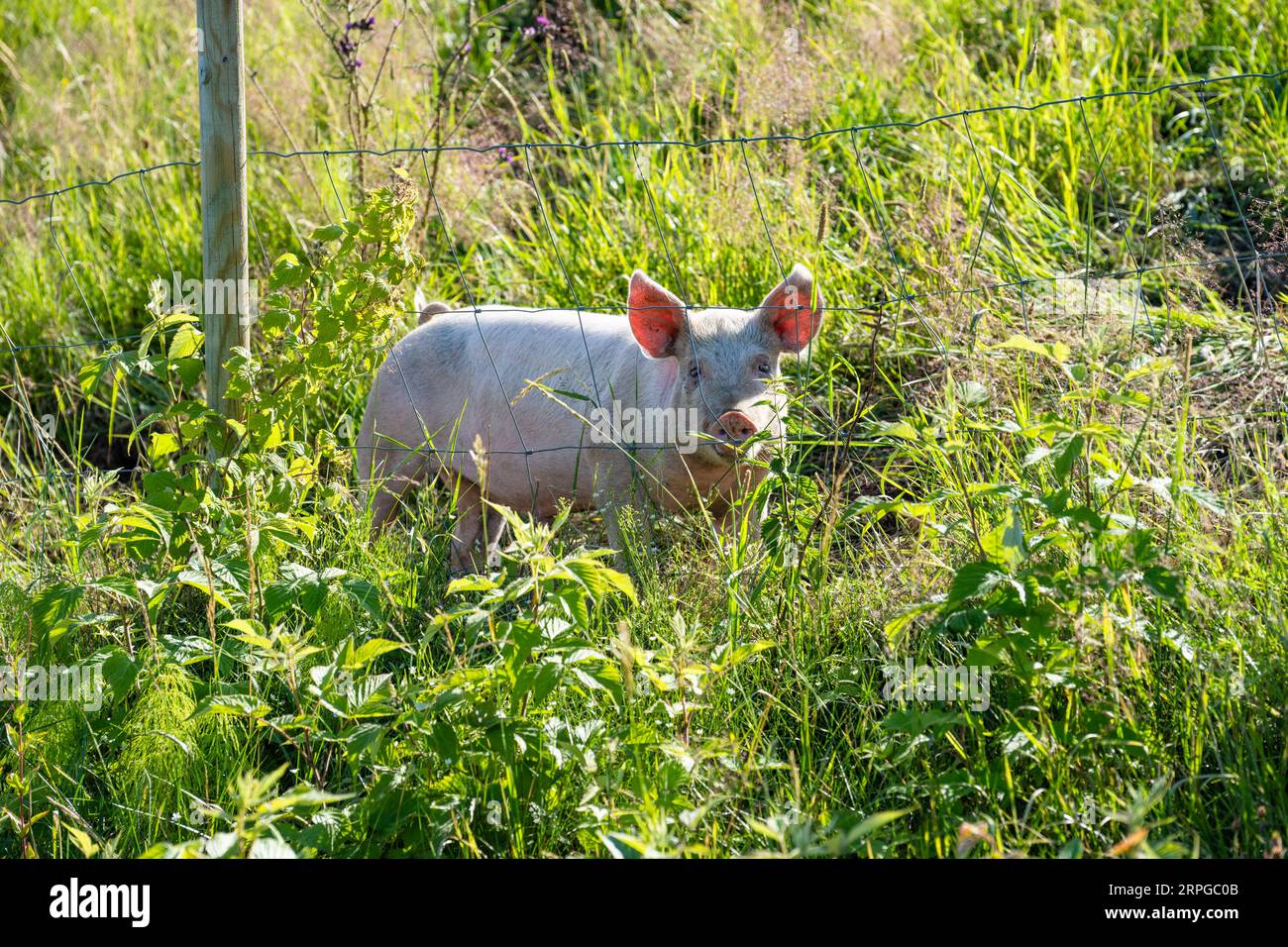 Pig in tall grass by a fence Stock Photo - Alamy