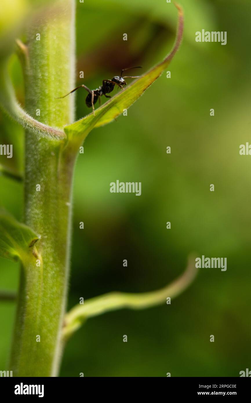 Ant climbing hi-res stock photography and images - Alamy