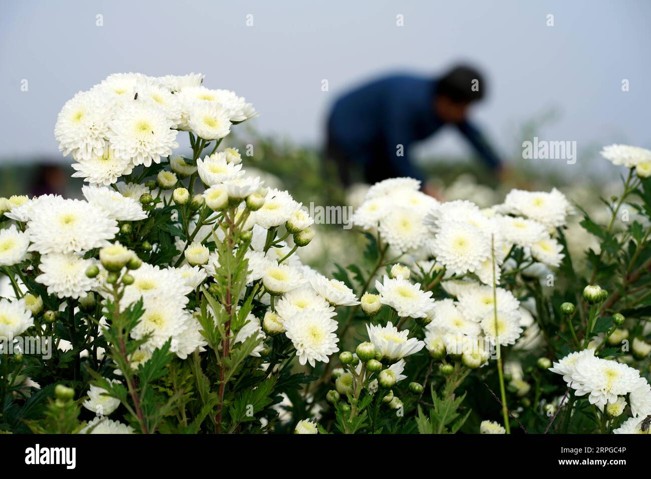 Julu county hi-res stock photography and images - Alamy