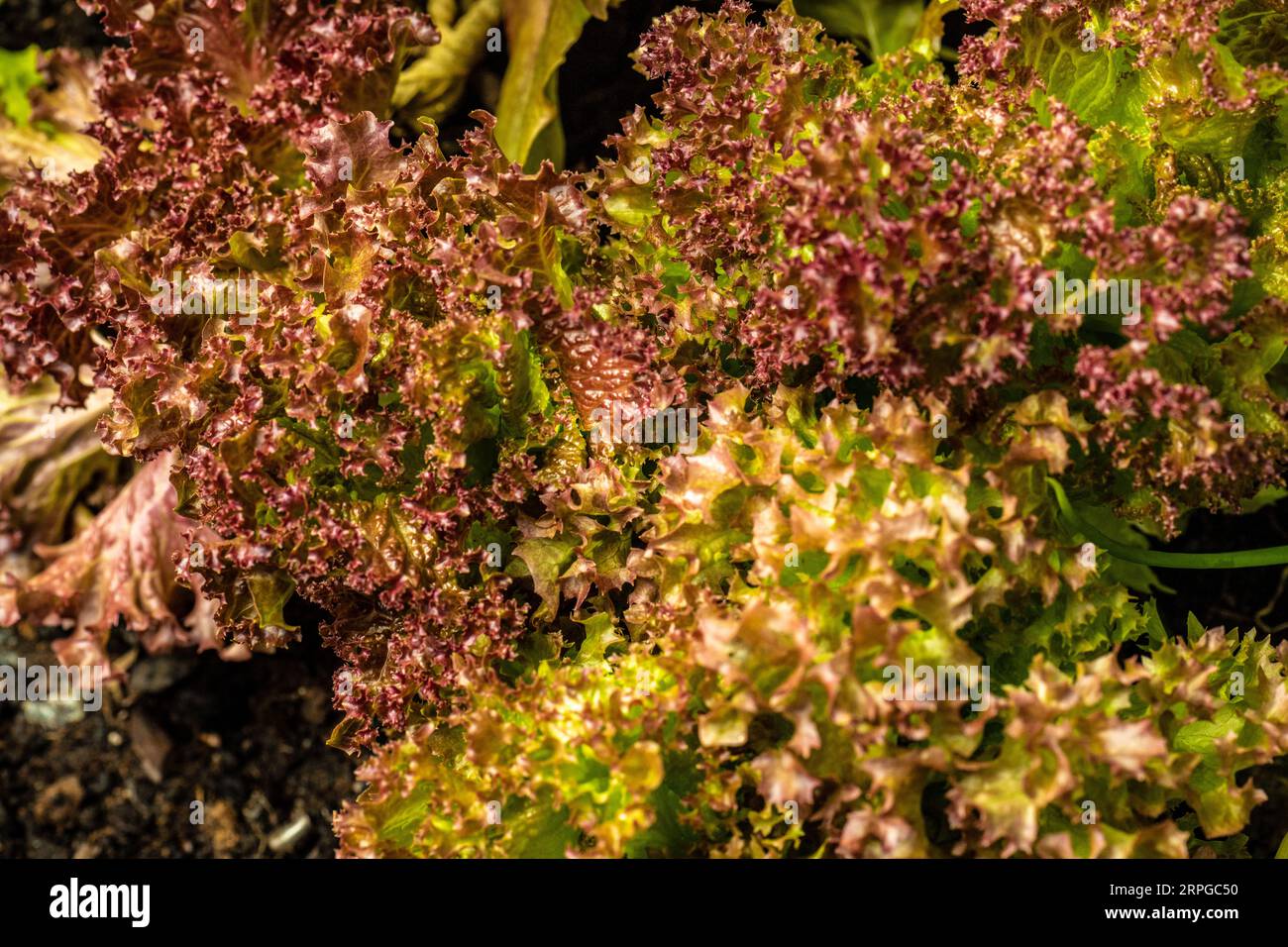 Red batavia garden hi-res stock photography and images - Alamy
