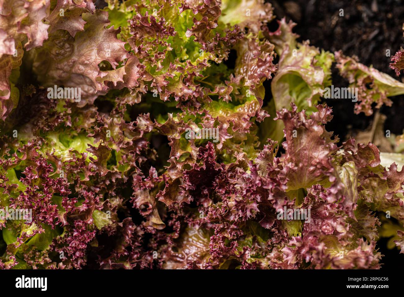 Red batavia garden hi-res stock photography and images - Alamy