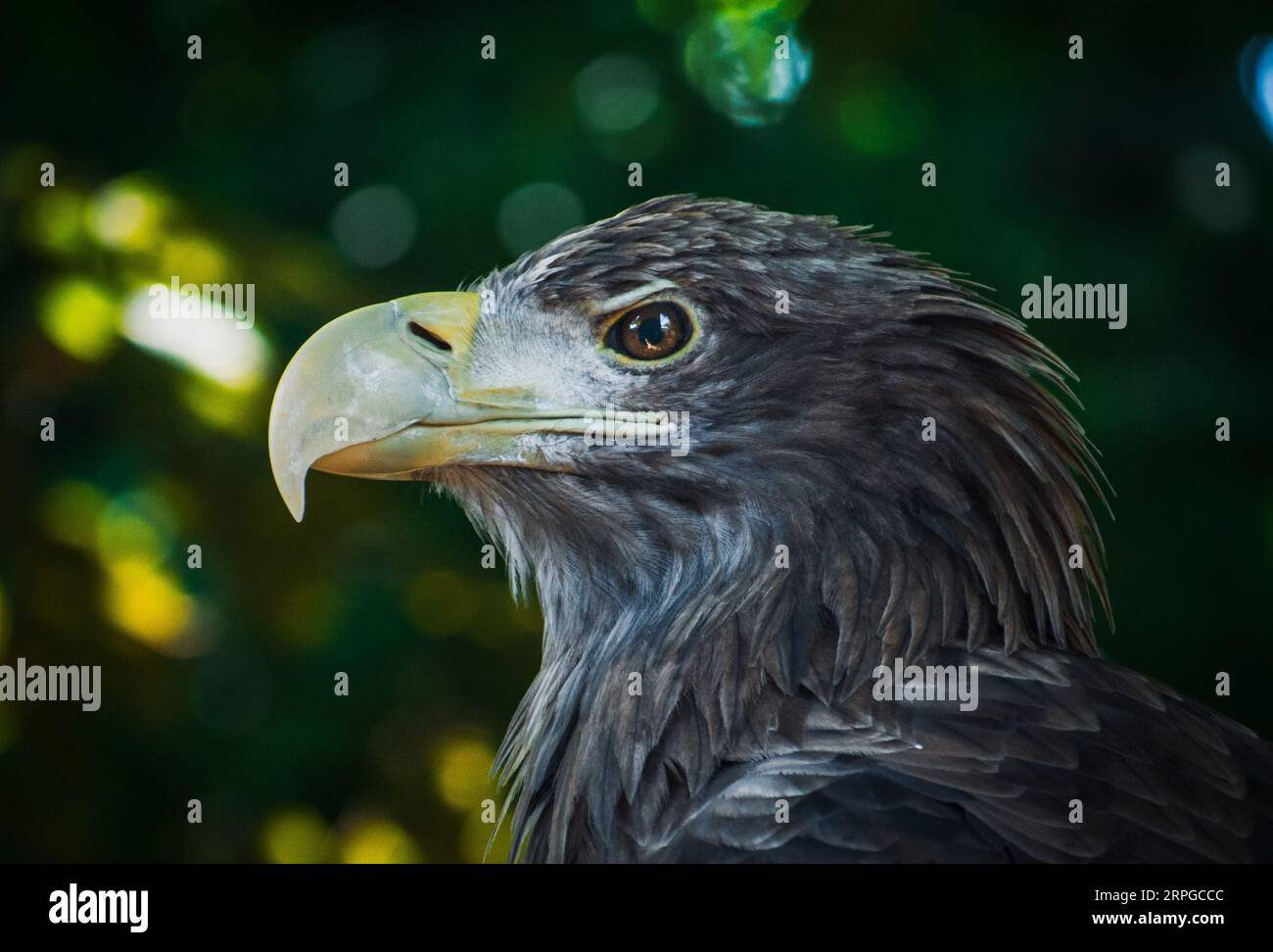 a great eagle waiting his dinner Stock Photo - Alamy