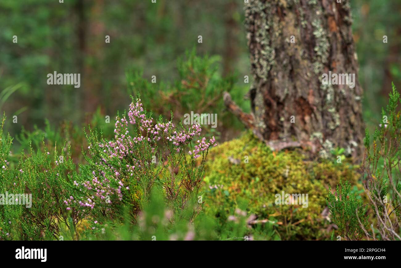flowering twig of heather on a natural blurred background Stock Photo ...
