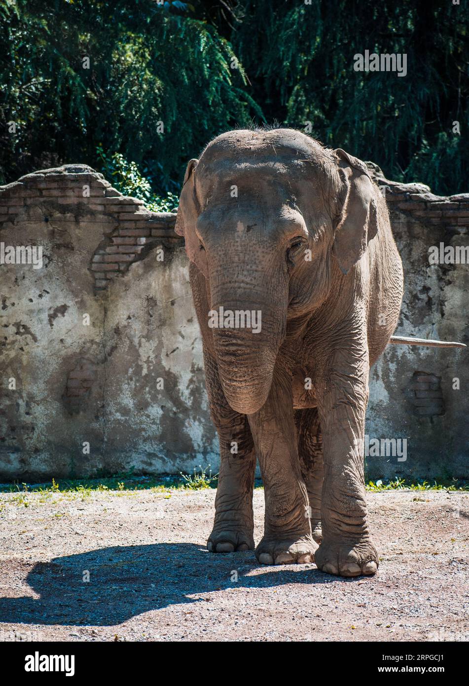 Lovely elephants hi-res stock photography and images - Alamy