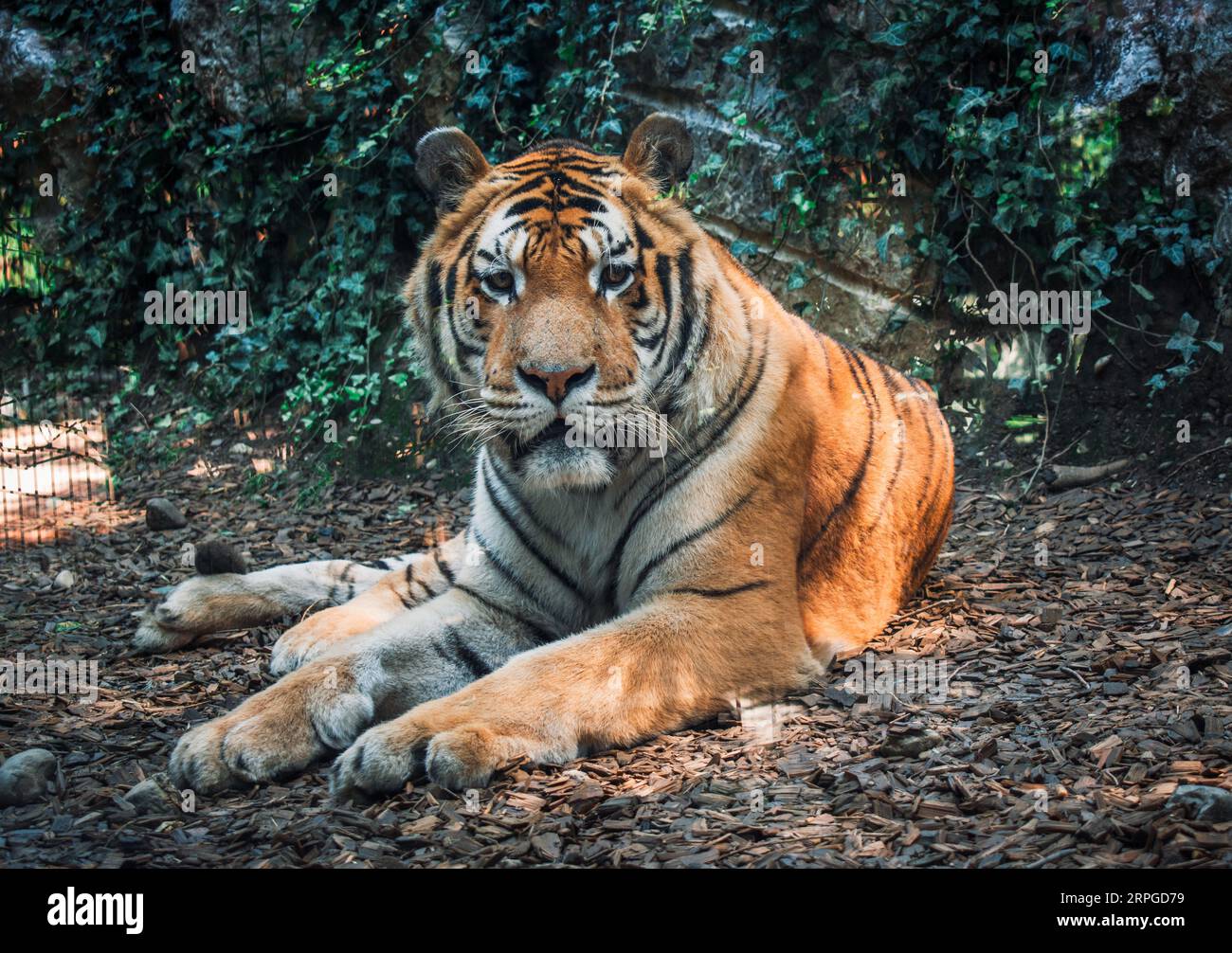 Tiger happy hi-res stock photography and images - Alamy