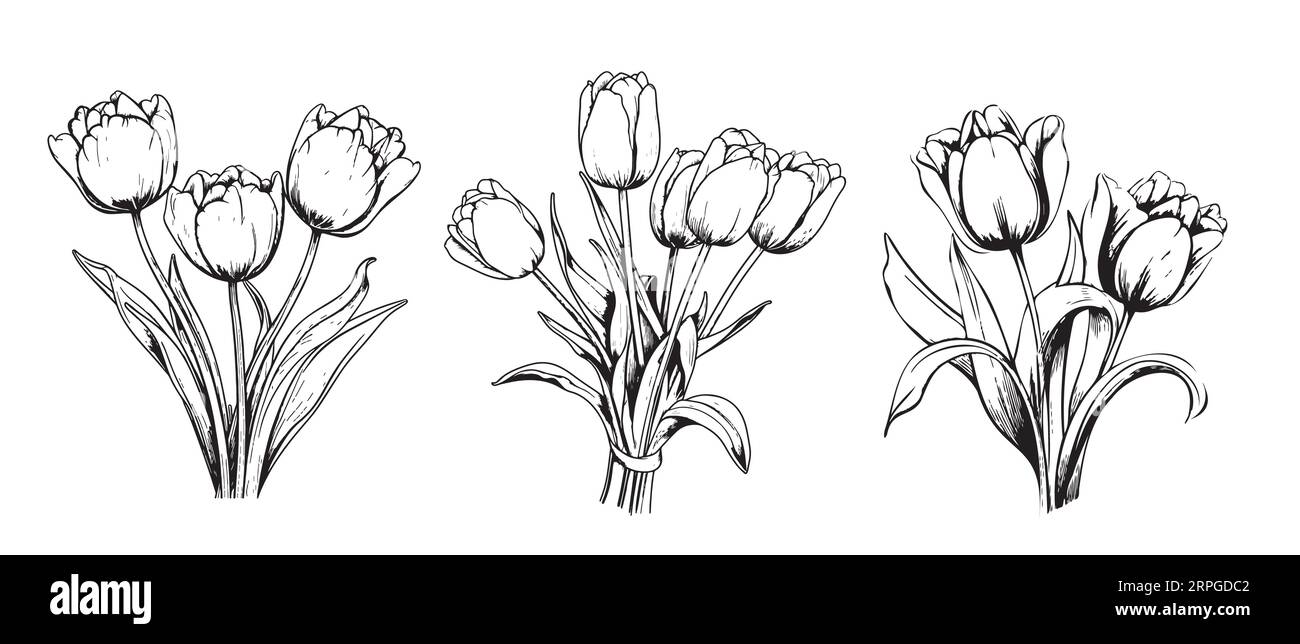Tulip set hand drawn sketch Flowers .Vector Stock Vector Image & Art ...