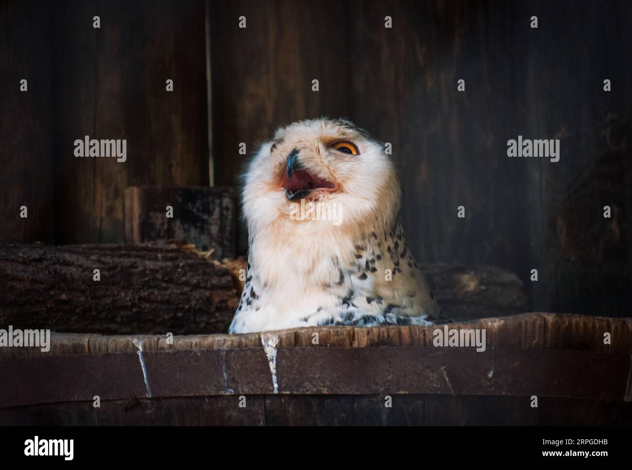 Laughing owl hi-res stock photography and images - Alamy