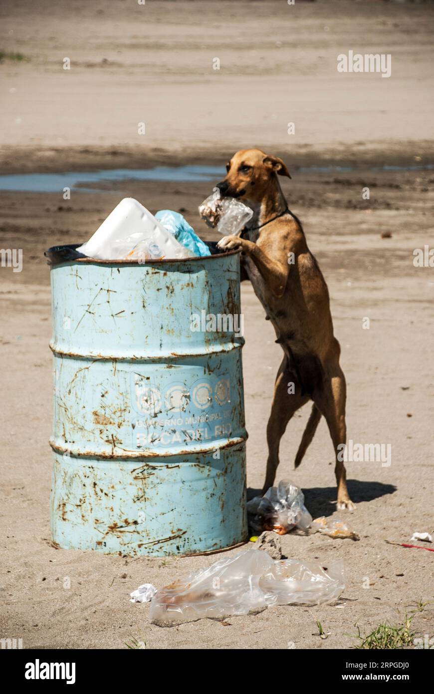 Dog looking for food in a trash can. One of many problems of pollution ...