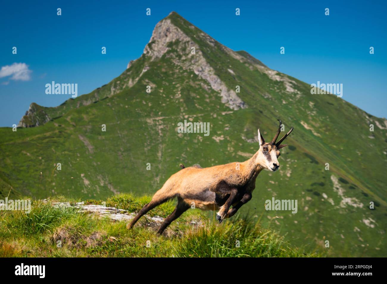 Tatra wildlife hi-res stock photography and images - Alamy