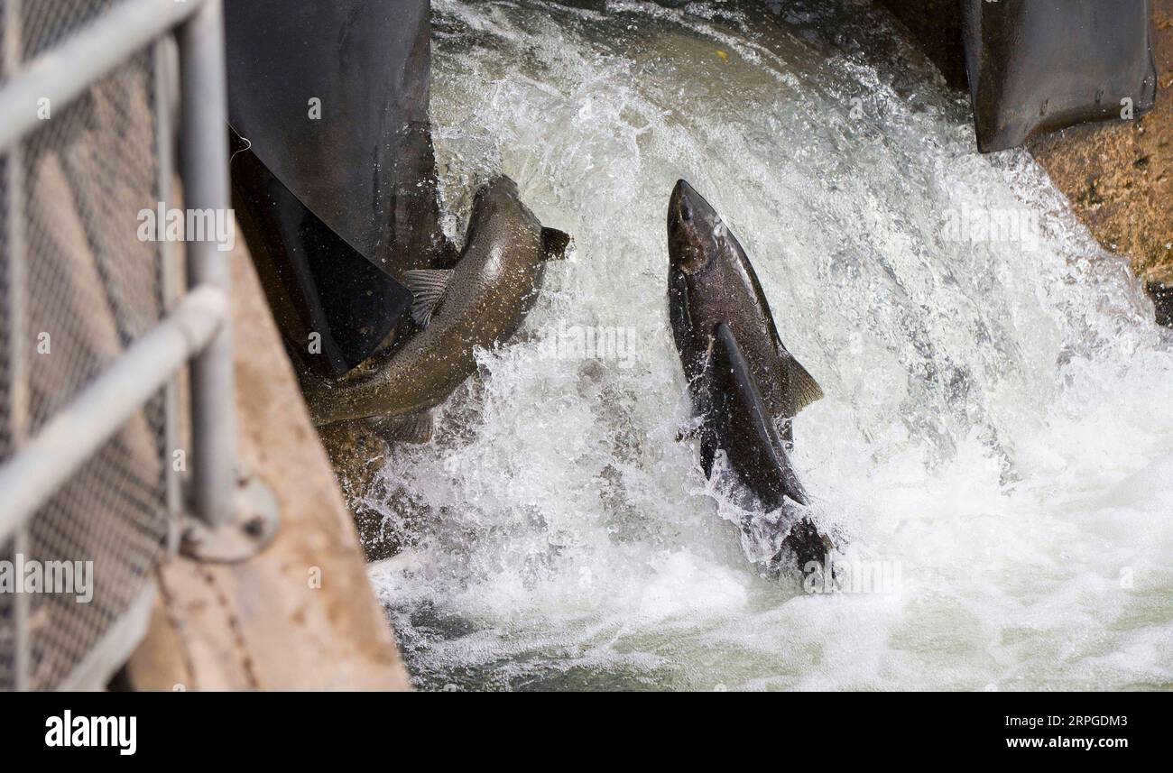 Salmon ladder canada hi-res stock photography and images - Alamy