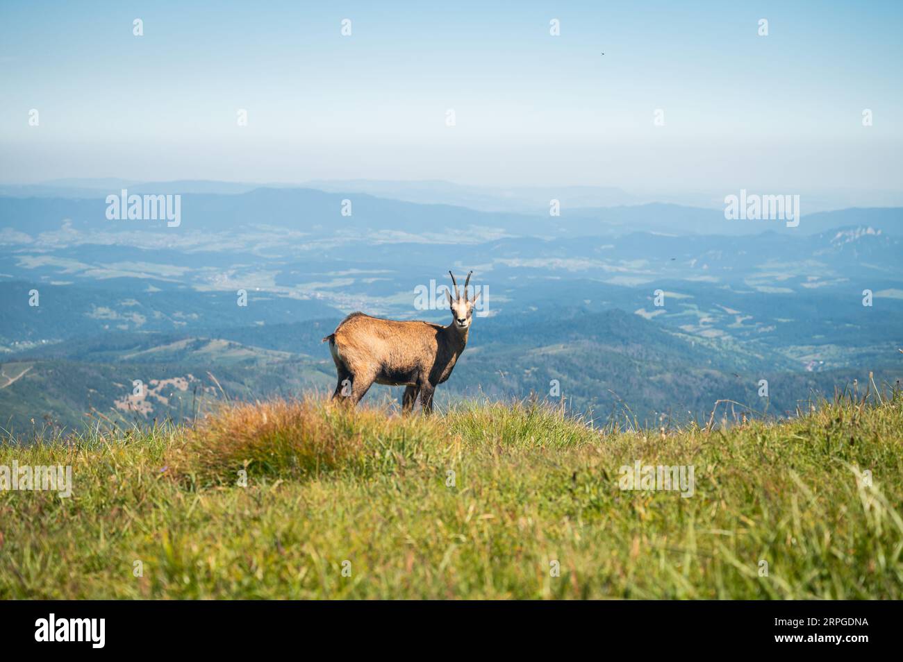 Tatra wildlife hi-res stock photography and images - Alamy