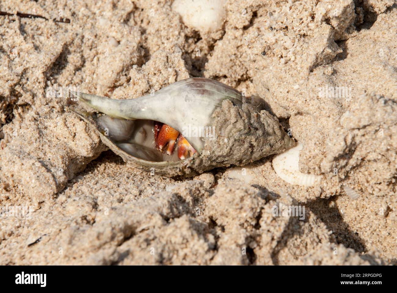 Tucked into shell hi-res stock photography and images - Alamy