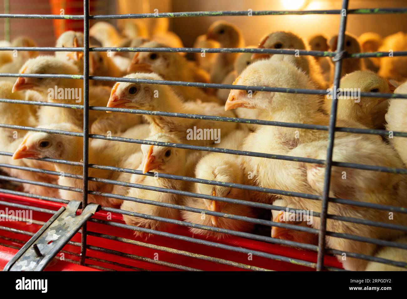 Newborn chicken chicks sale hi-res stock photography and images - Alamy