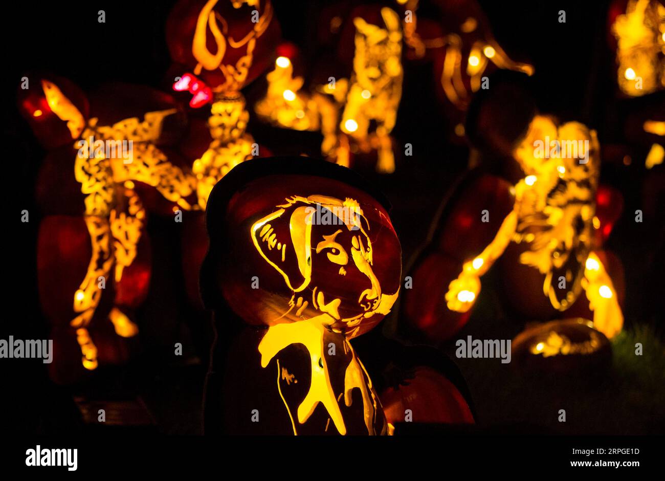 Pumpkinferno hi-res stock photography and images - Alamy