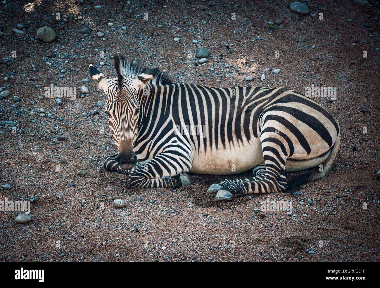 Poor white south africa hi-res stock photography and images - Alamy