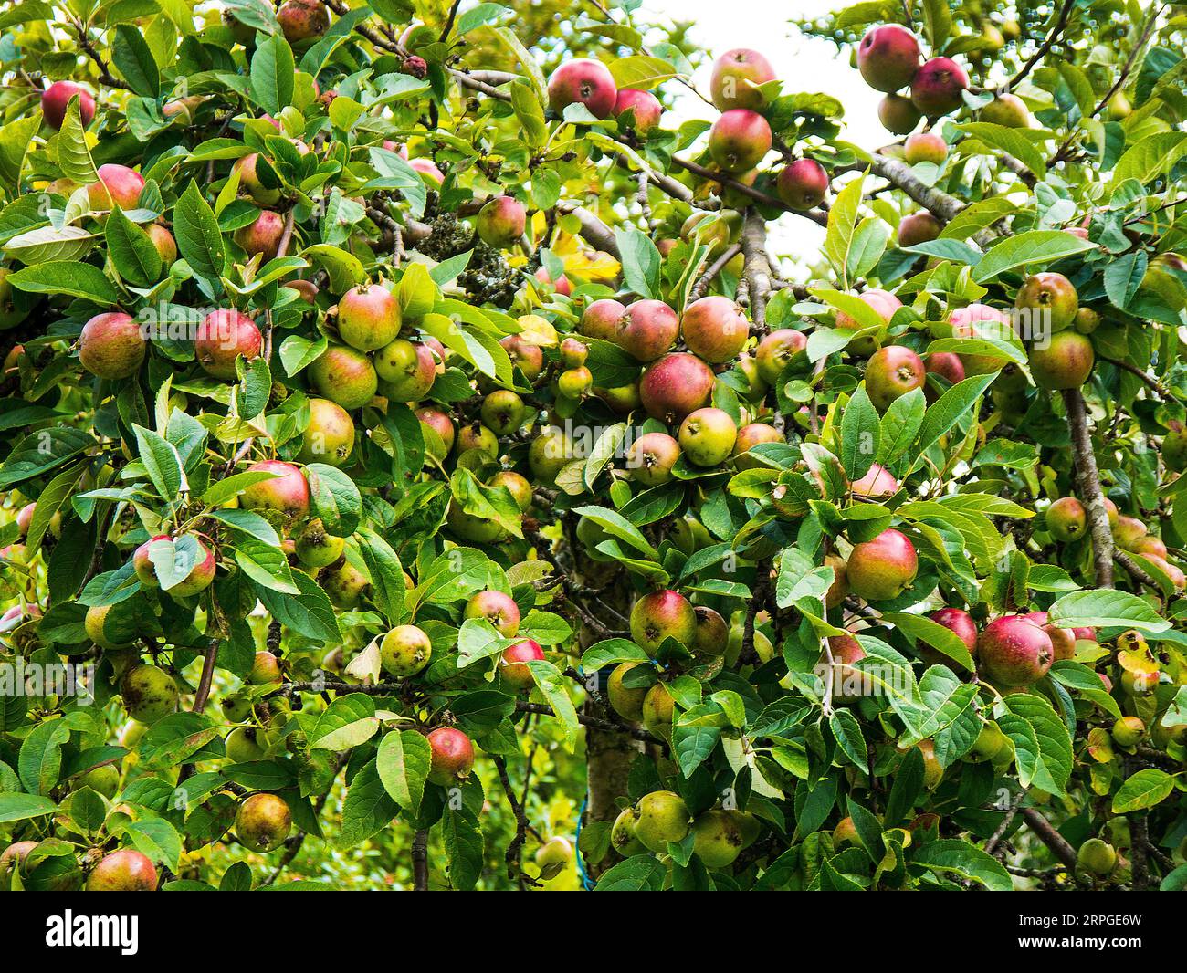 Laxton apples hi-res stock photography and images - Alamy