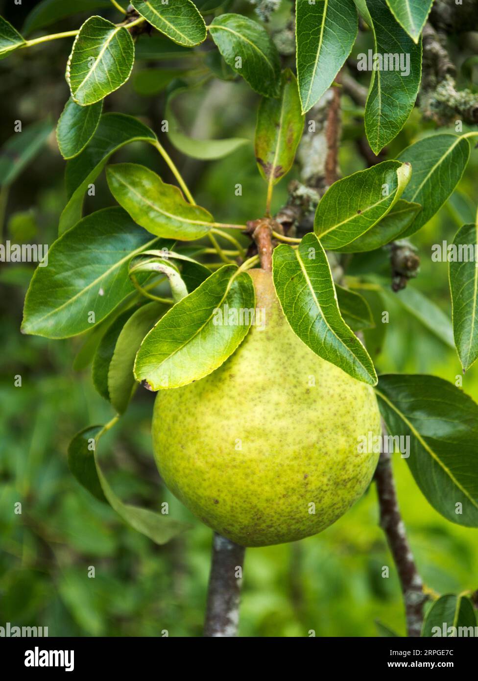 These pears are huge and heavy and every year my tree is weighted down ...