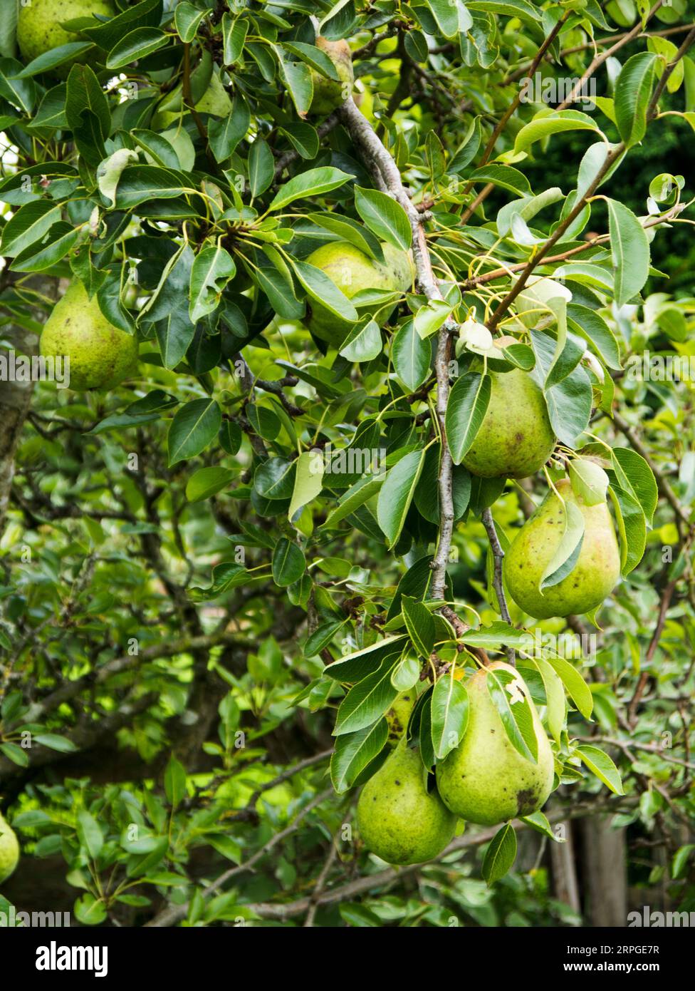 These pears are huge and heavy and every year my tree is weighted down ...