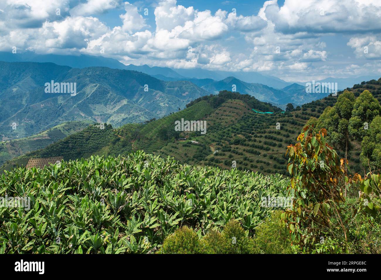 Crops green colombia hi-res stock photography and images - Alamy