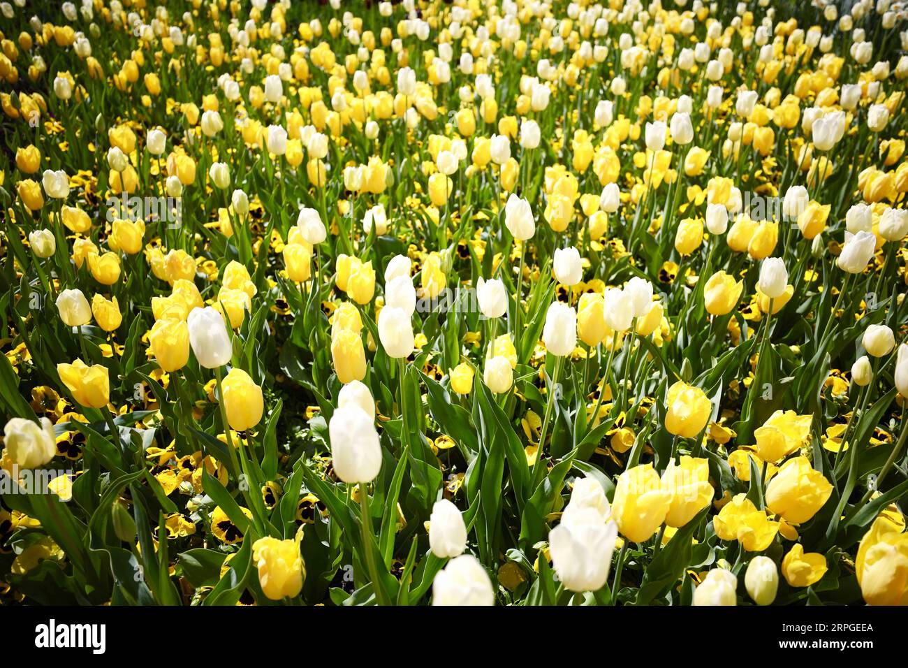 191013 -- CANBERRA, Oct. 13, 2019 -- Flowers are seen at Floriade, an ...