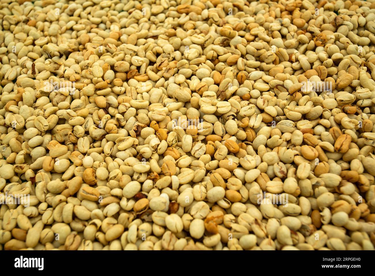 Natural sun dried coffee beans - Colombian coffee farm Stock Photo - Alamy