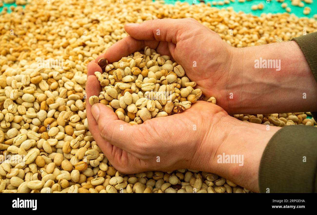 Roasted coffee beans in the hands of Colombian coffee farmer Stock ...