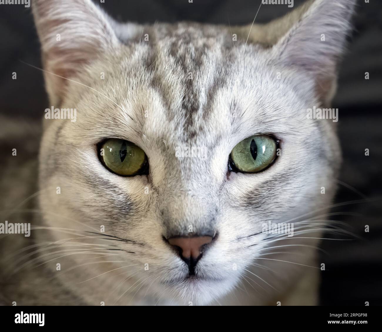 Whiskers and face of Egyptian Mau kitten with white fur while ...