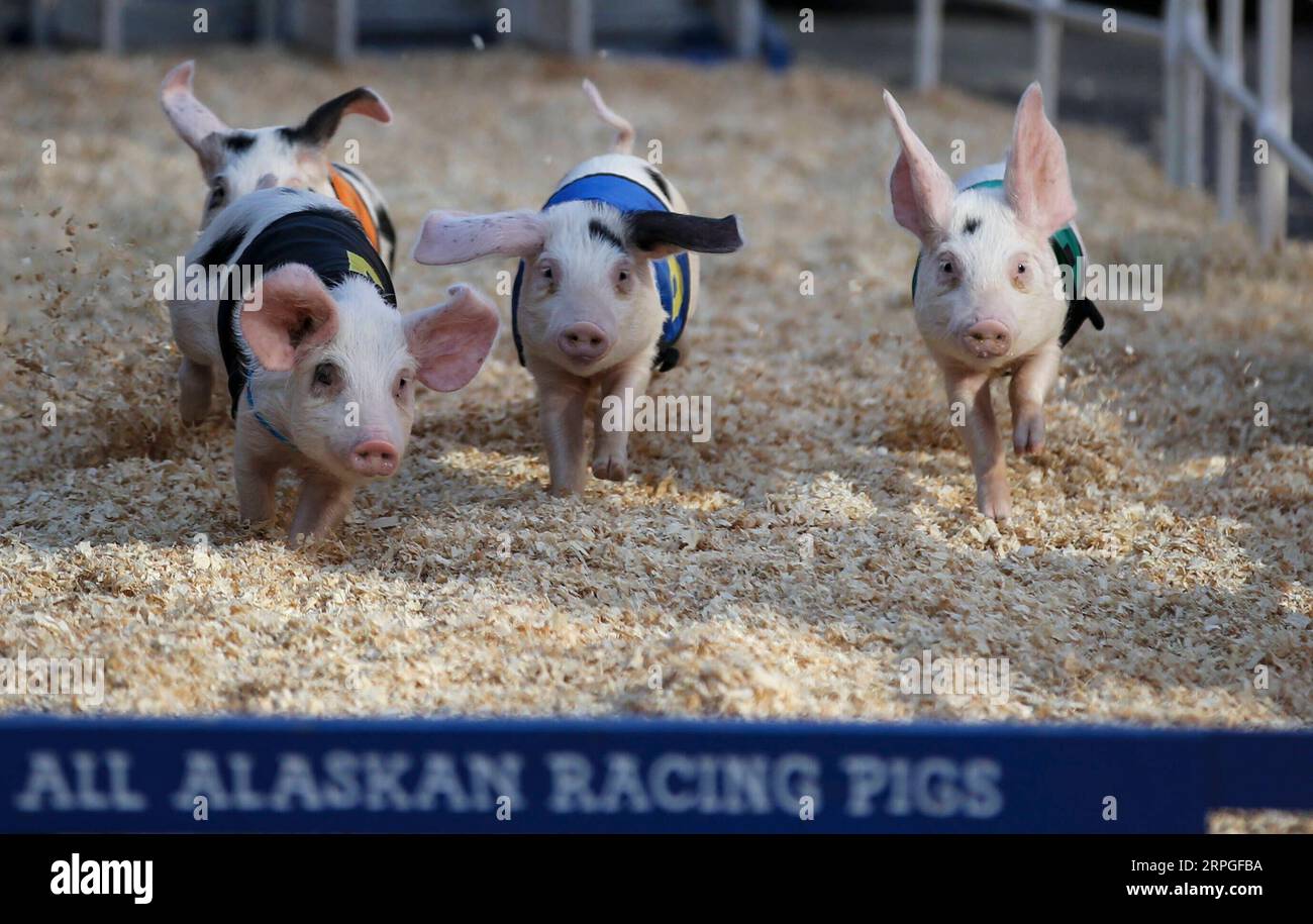 Pigies hi-res stock photography and images - Alamy
