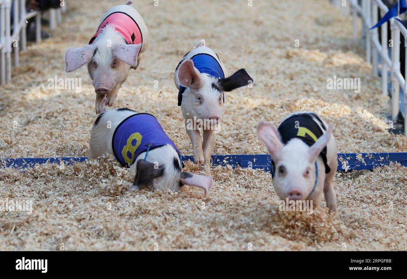 Hurdle racing hi-res stock photography and images - Alamy