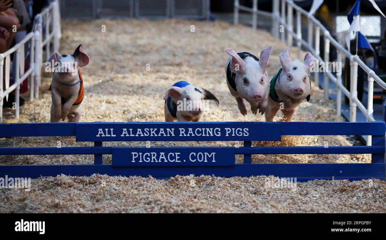 Hurdle racing hi-res stock photography and images - Alamy