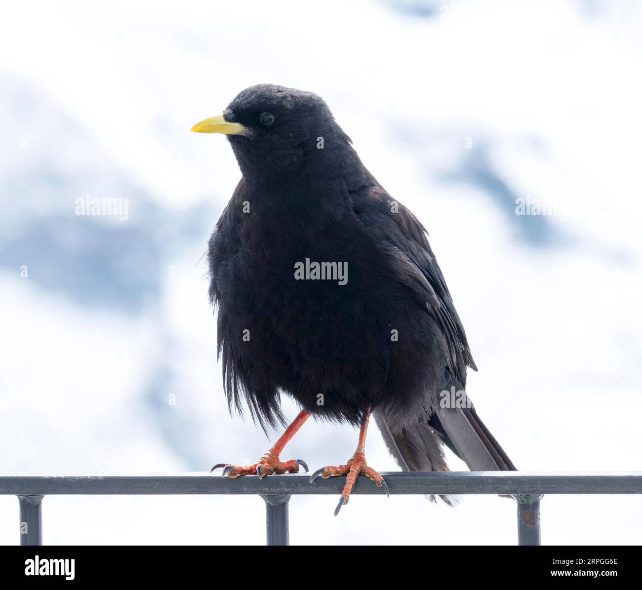 Alpine crow hi-res stock photography and images - Alamy