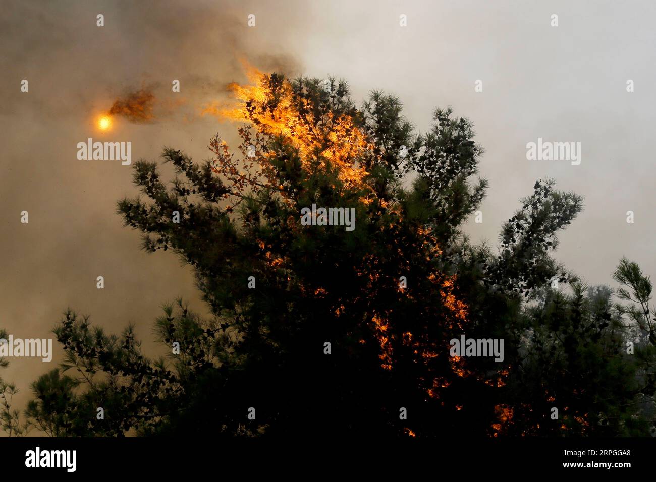 Mechref hi-res stock photography and images - Alamy