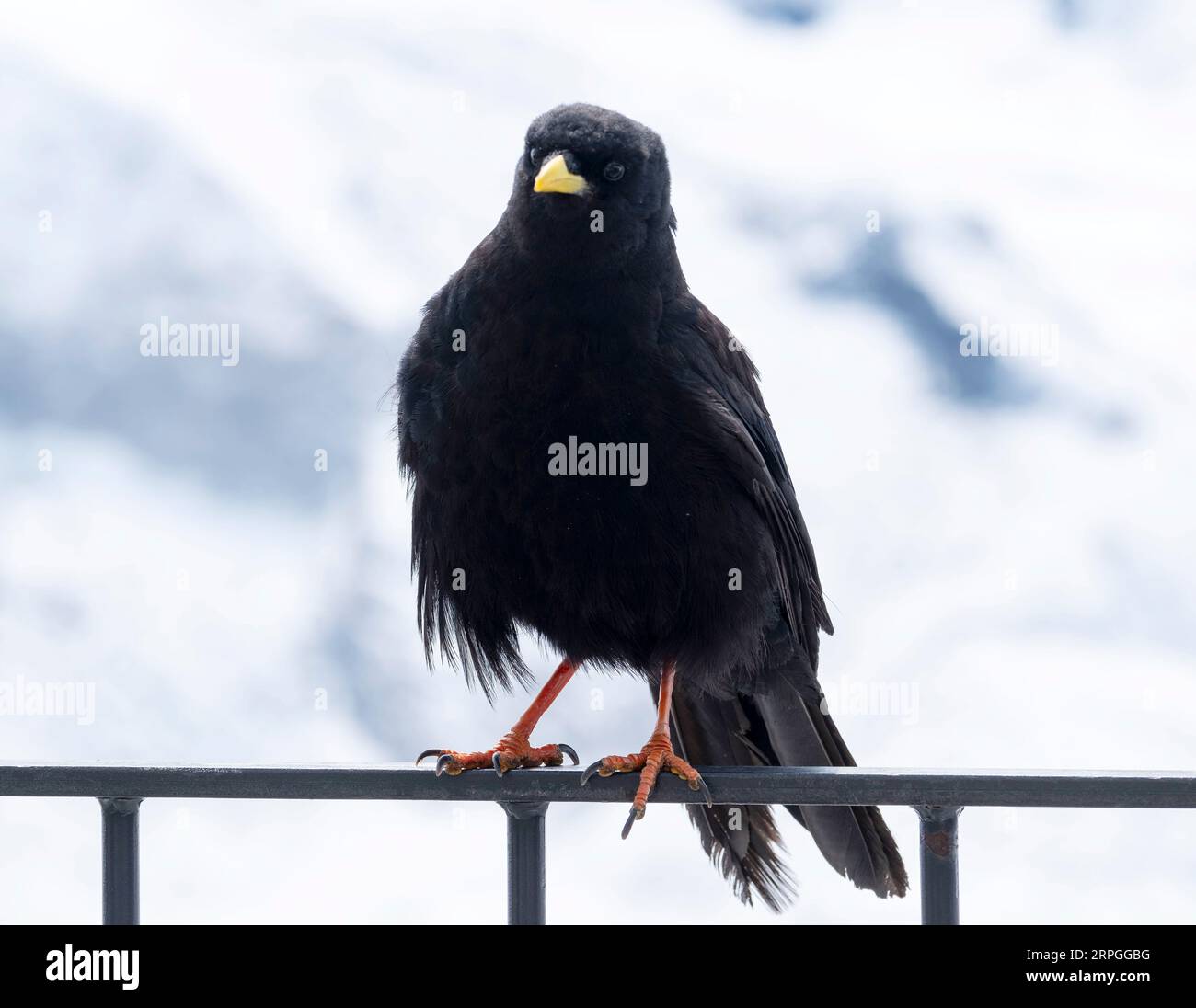 The Alpine chough or yellow-billed chough (Pyrrhocorax graculus ...