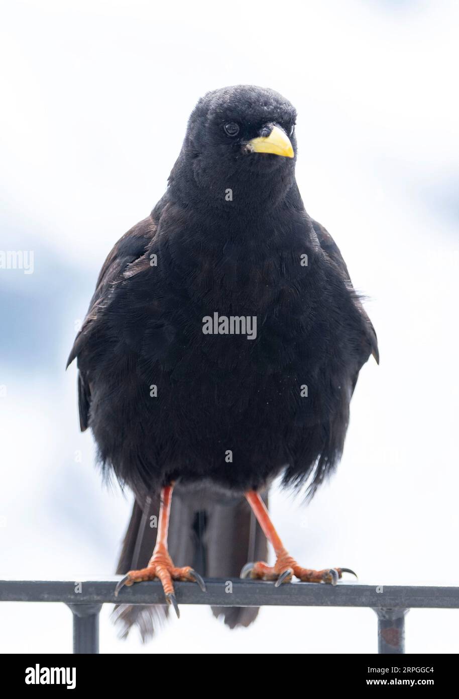 The Alpine chough or yellow-billed chough (Pyrrhocorax graculus ...