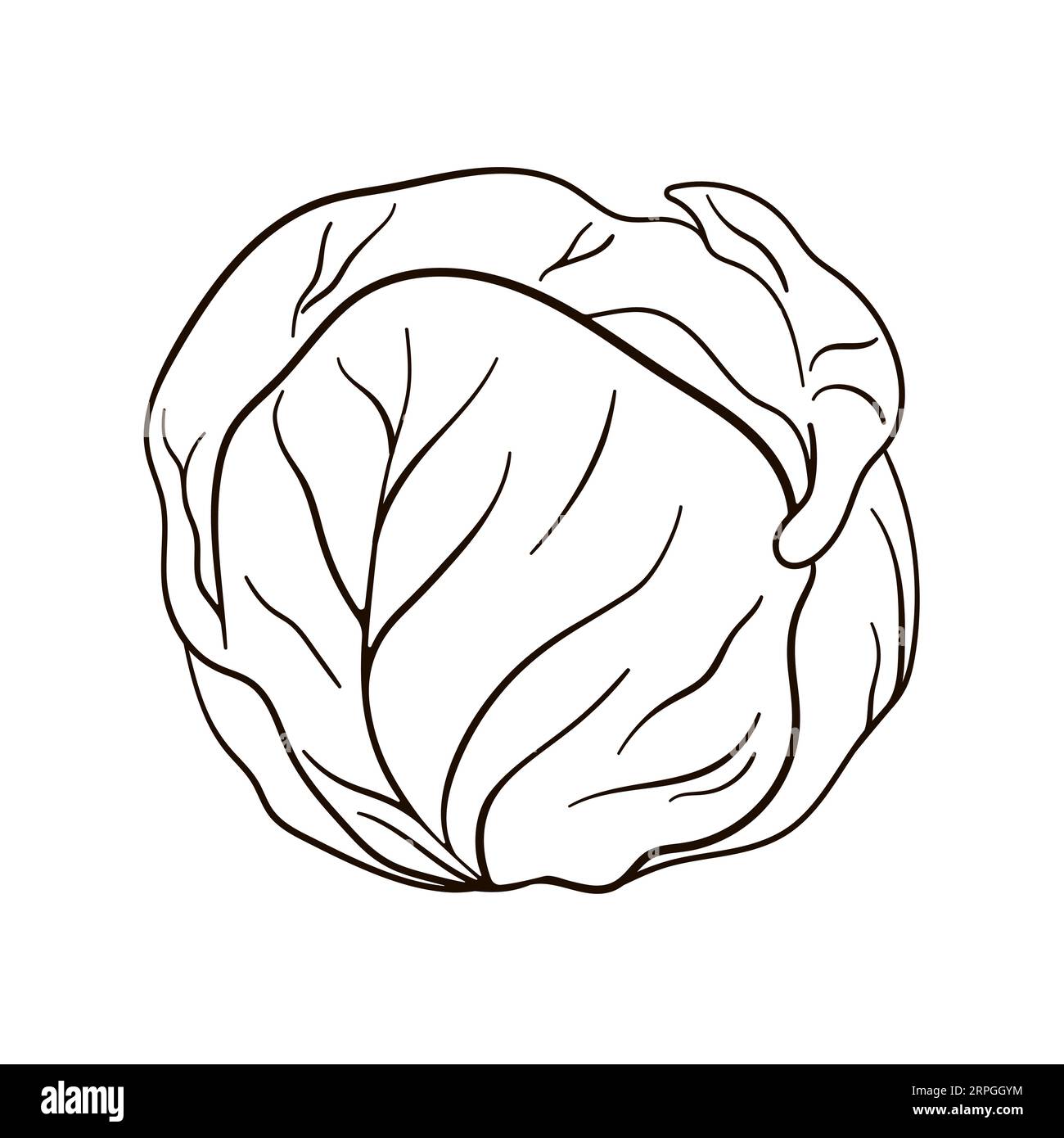 Cabbage linear icon. Vector icon of cabbage in line art style Stock ...