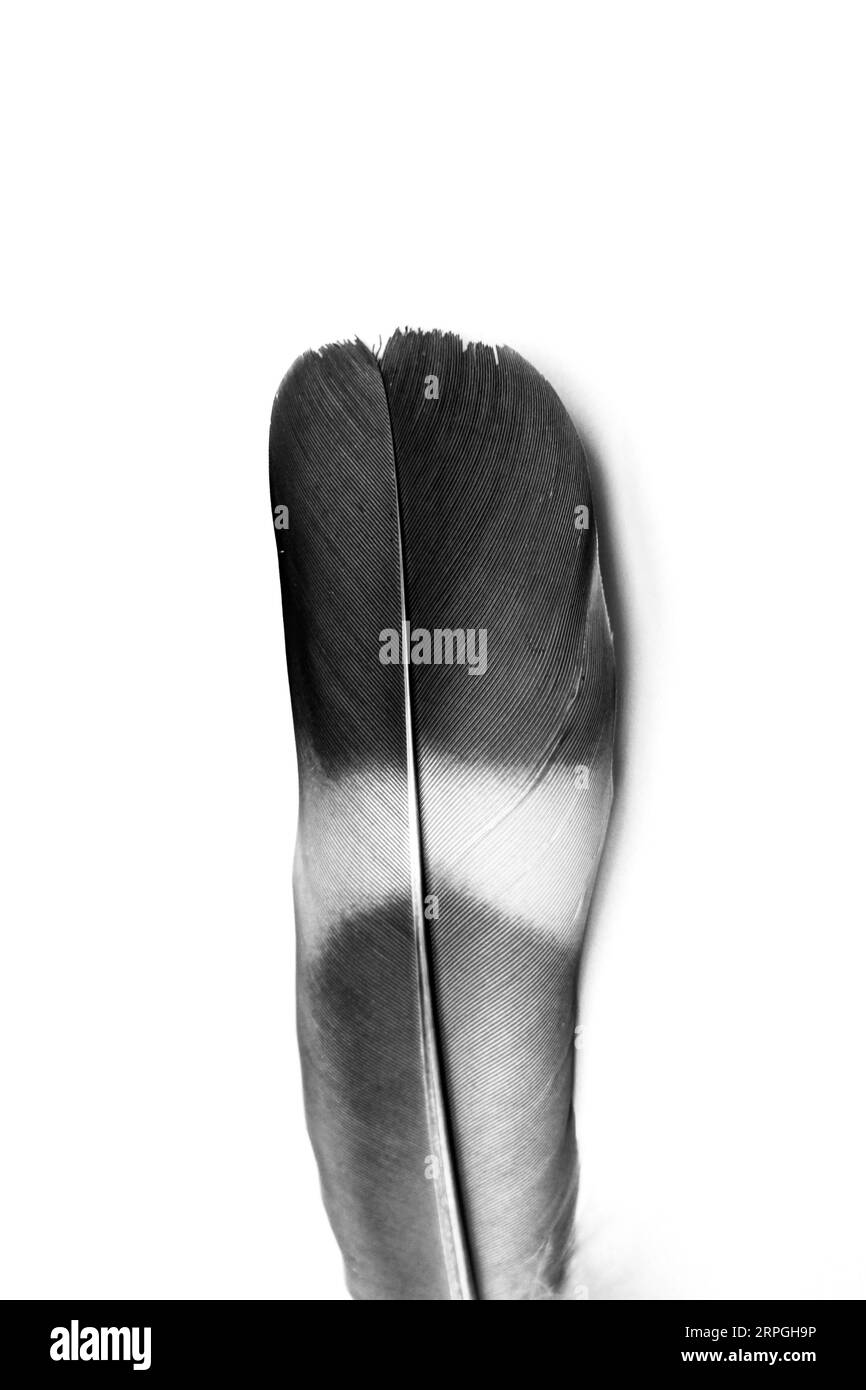 Soft pigeon feather Black and White Stock Photos & Images - Alamy