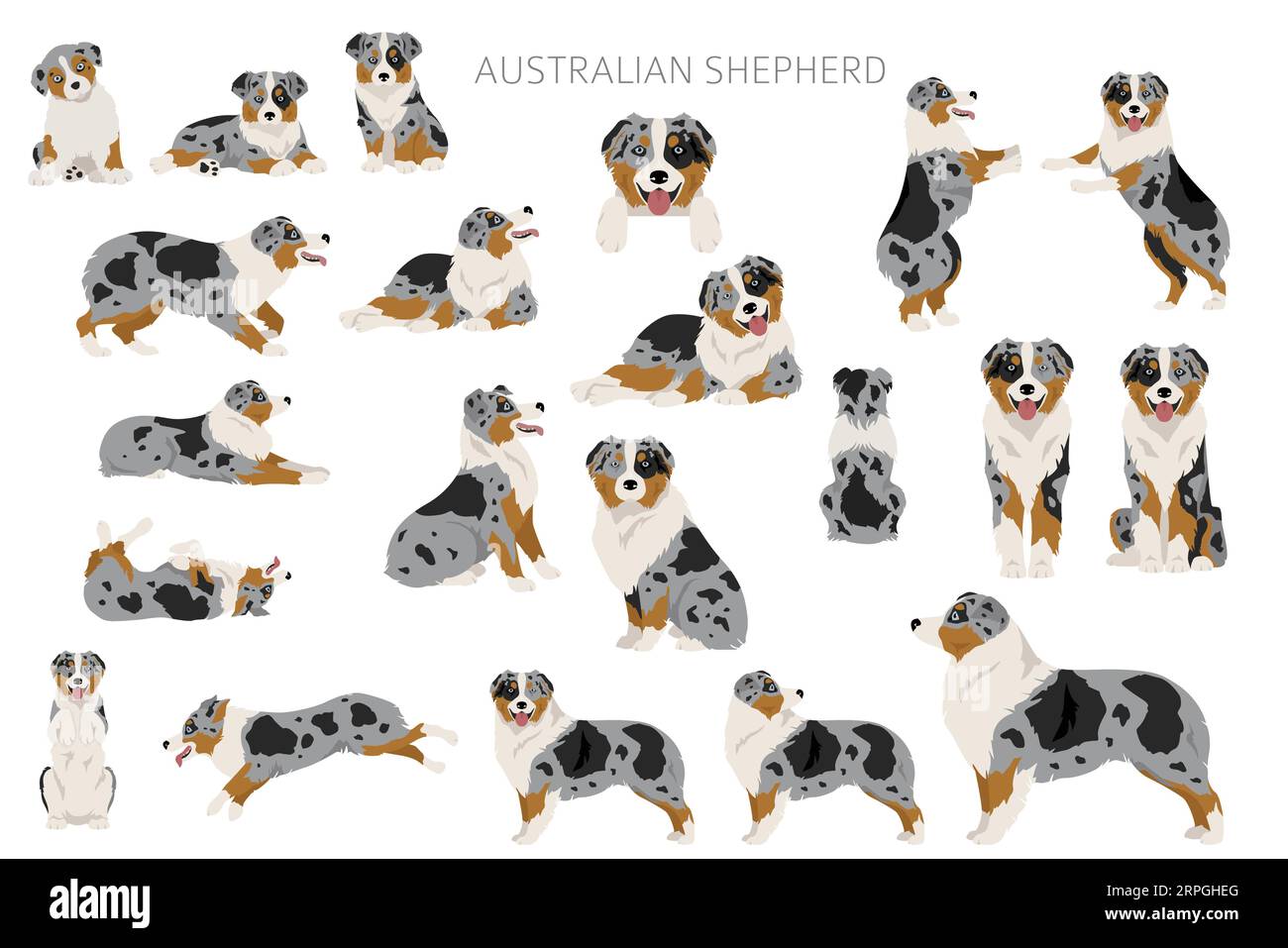 Australian shepherd puppy tricolor Cut Out Stock Images & Pictures - Alamy