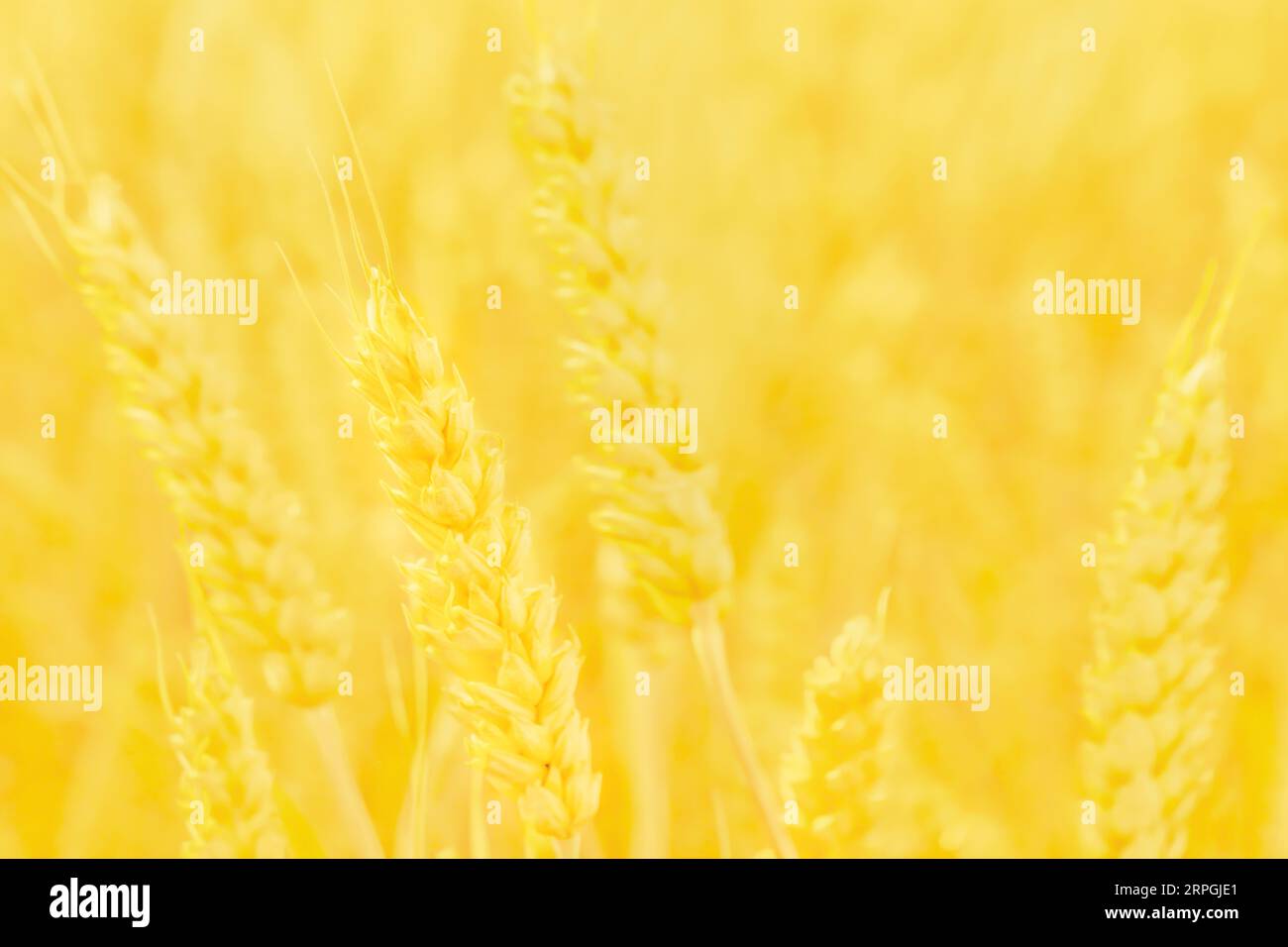 Golden ears of wheat field abstract agriculture background rural. Ears ...