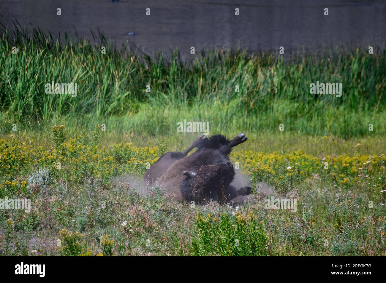 A Bison Bull in Yellowstone National Park, Wyoming, USA Stock Photo - Alamy
