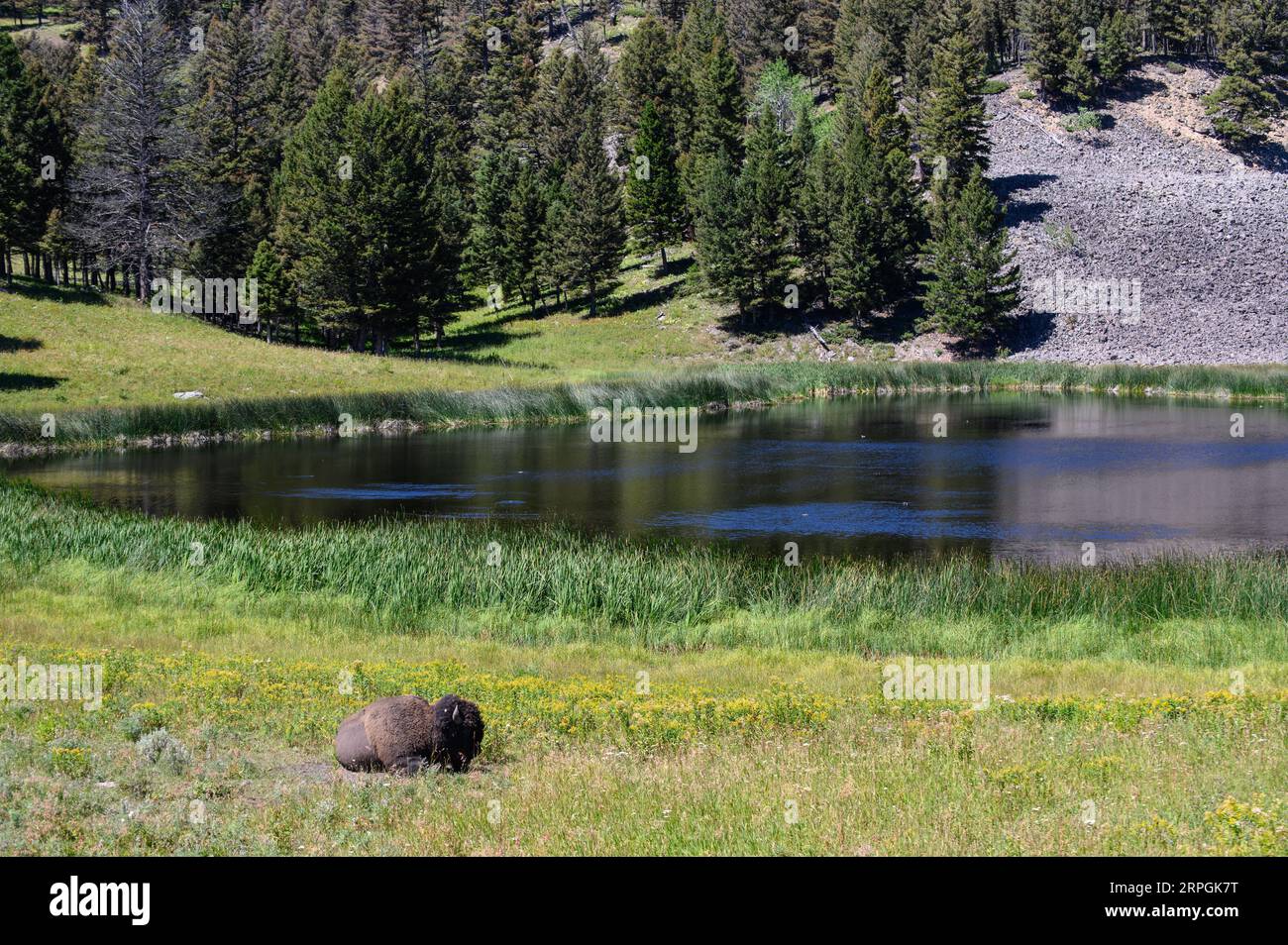 A Bison Bull in Yellowstone National Park, Wyoming, USA Stock Photo - Alamy