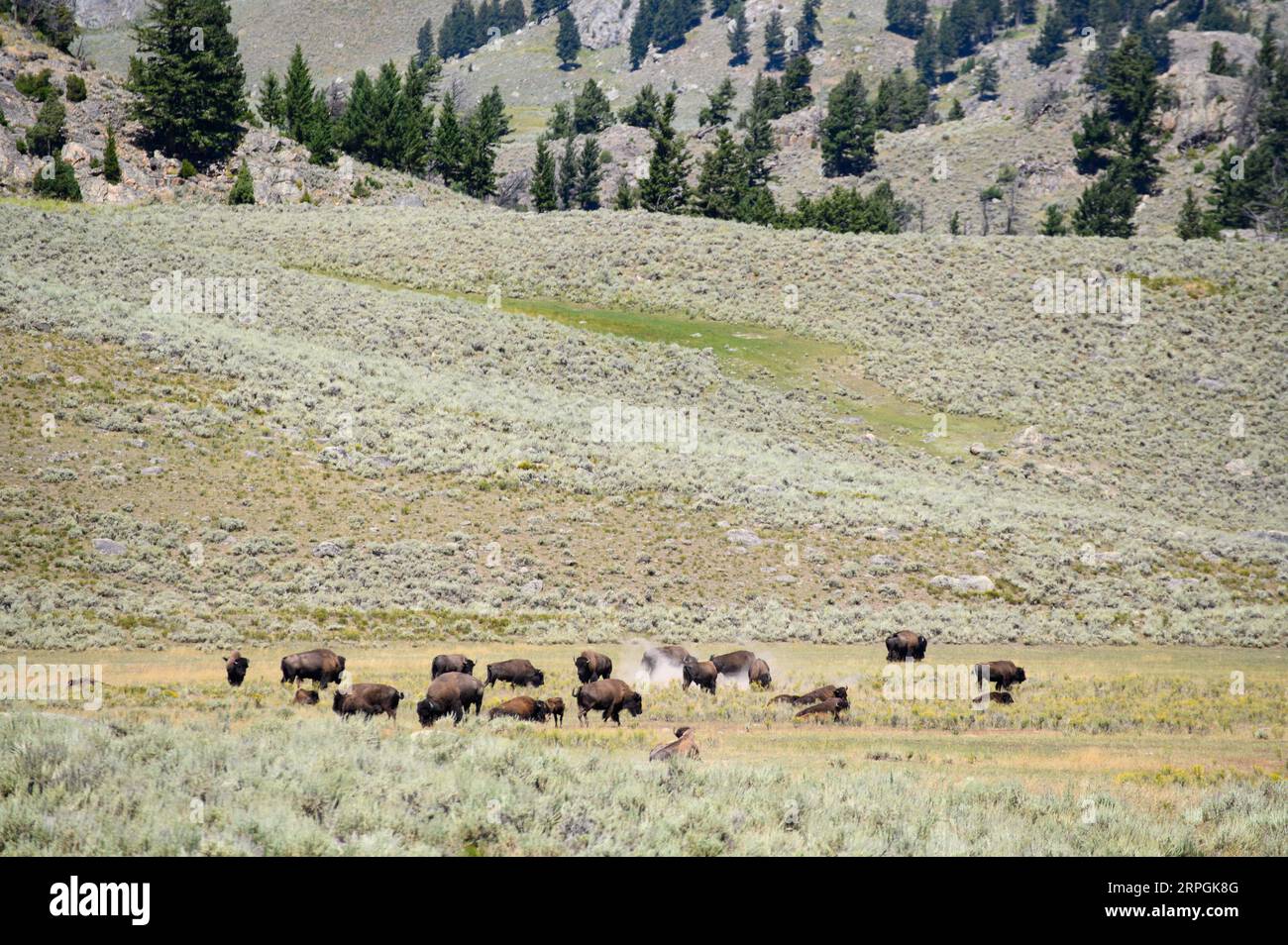 Yellowstone bison hi-res stock photography and images - Alamy
