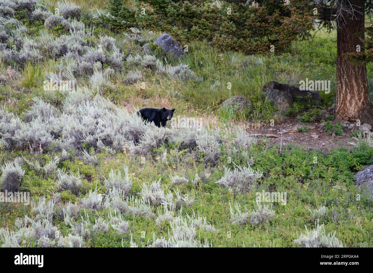 Yellowstone black bear hi-res stock photography and images - Alamy