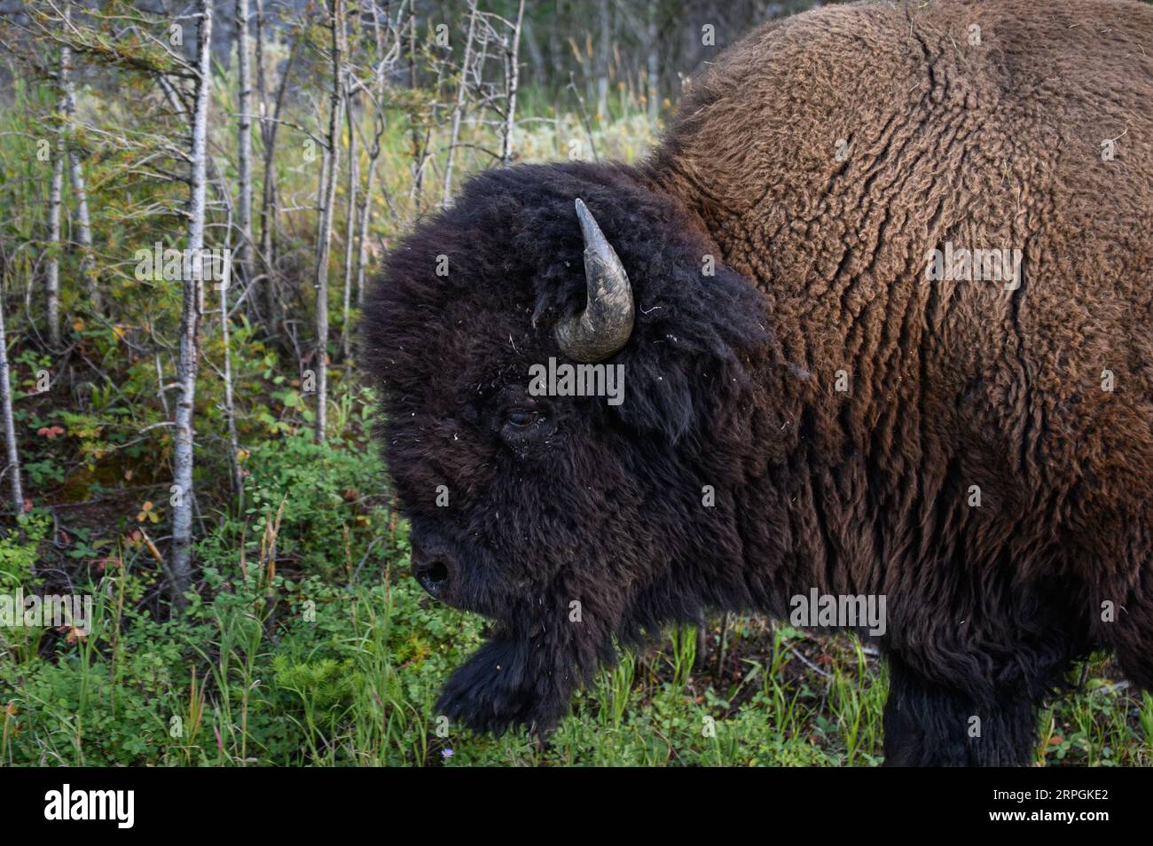 Bison bull head hi-res stock photography and images - Alamy