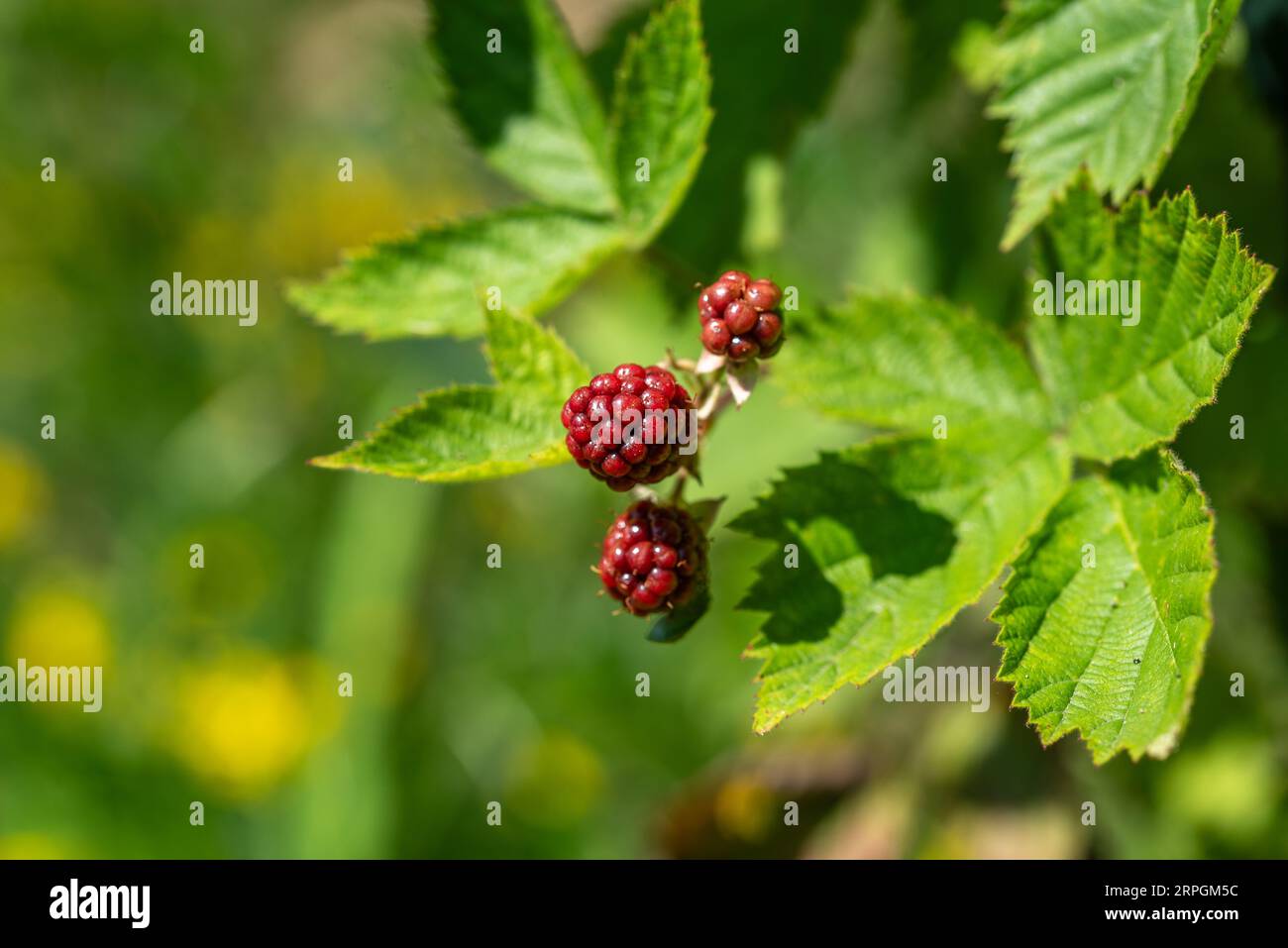 Blackberry bush unripe berries hi-res stock photography and images - Alamy