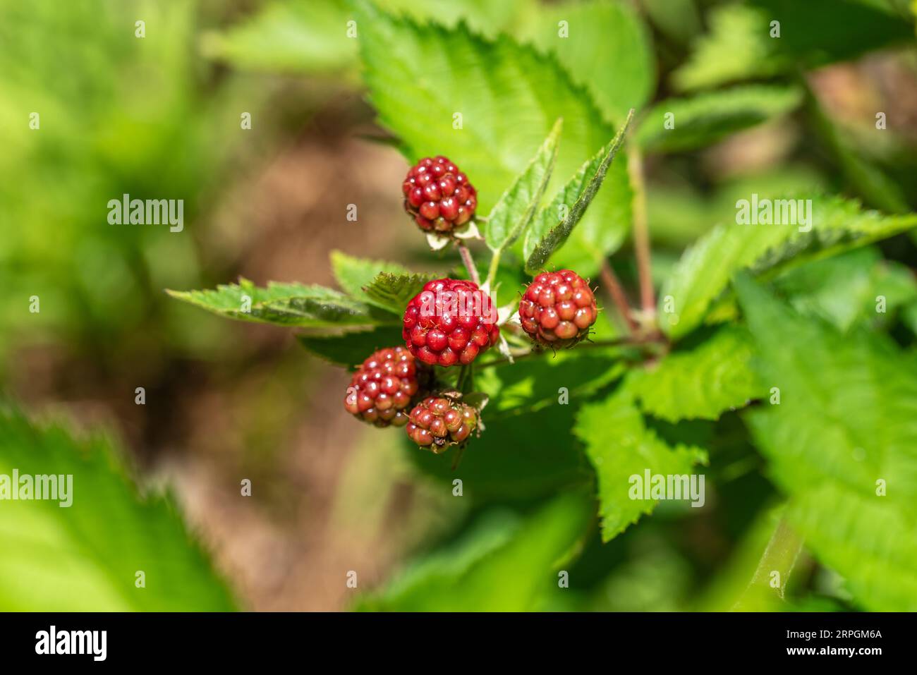 red unripe blackberry berries on bush Stock Photo - Alamy