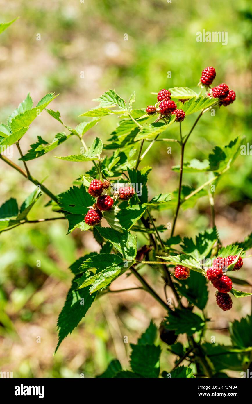 red unripe blackberry berries on bush Stock Photo - Alamy