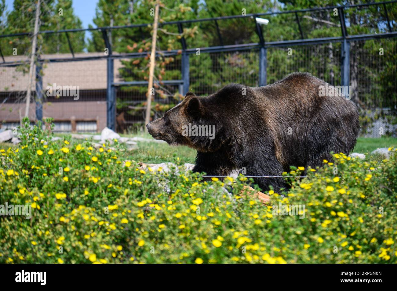 Yellowstone national park bear flowers hi-res stock photography and ...