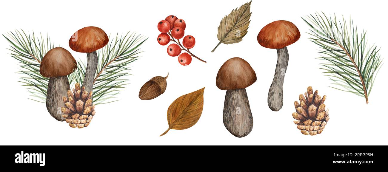Watercolor composition of edible mushrooms, pine branches and cones ...