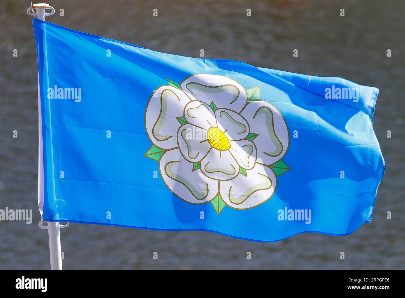 The Yorkshire county flag is a Blue background with a White Rose. Seen ...